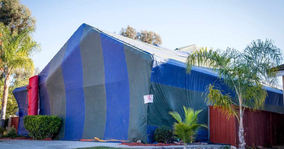 Fumigation Guide: What is it, What to Expect & How to Prepare