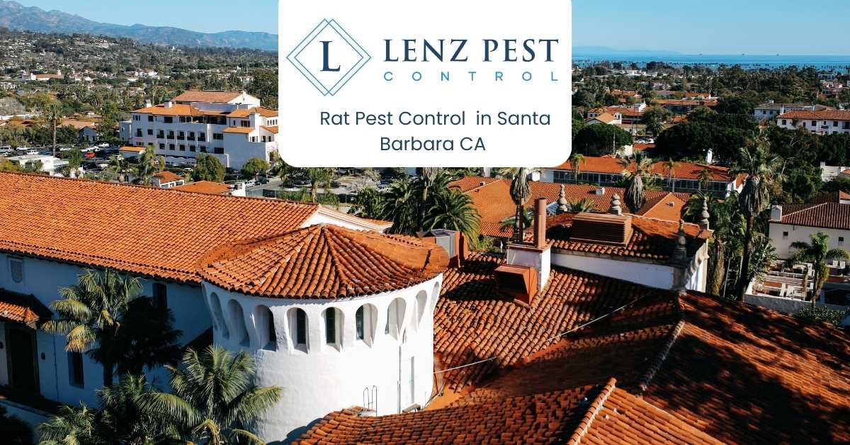 Rat Pest Control in Santa Barbara | Lenz Pest Control